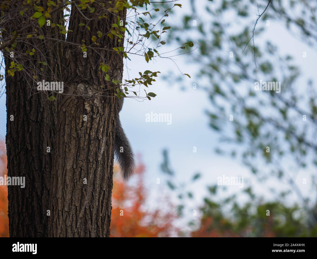 Squirrel tail sticking out from behind a tree trunk in autumn Stock ...