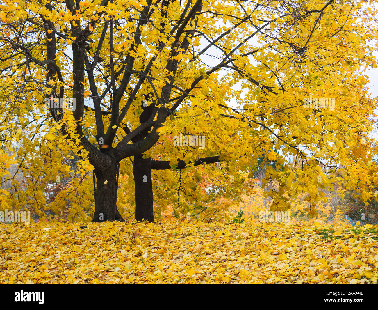 Golden yellow leaves fall from maple tree with long branches in autumn ...