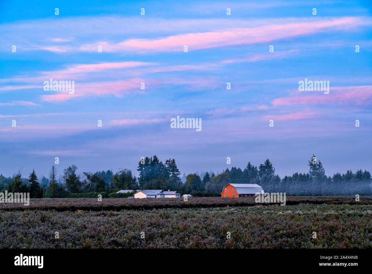 Farm, Pitt Meadows, British Columbia, Canada Stock Photo - Alamy
