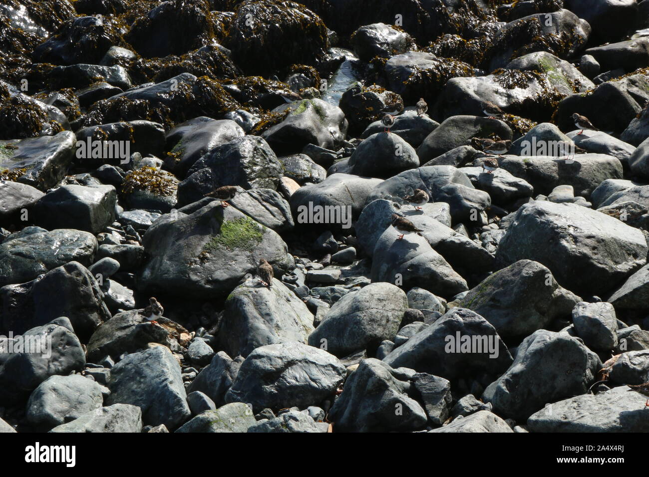 Rock birds hi-res stock photography and images - Alamy