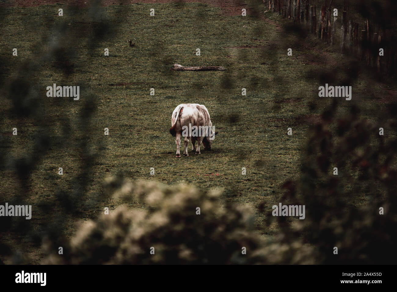 Nice cow hi-res stock photography and images - Alamy