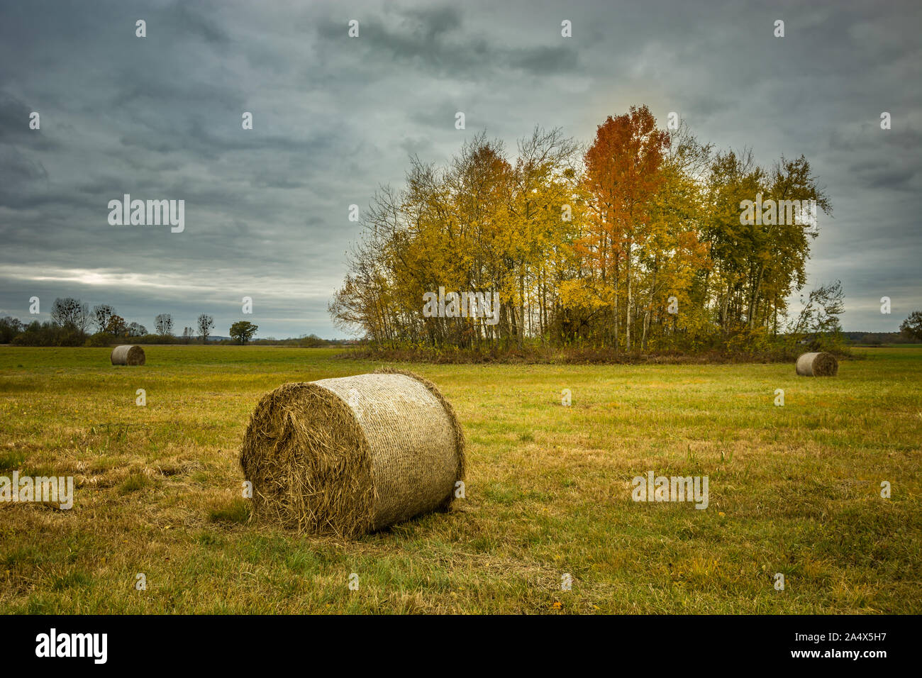 Hay bale in the field and colorful autumn trees Stock Photo - Alamy