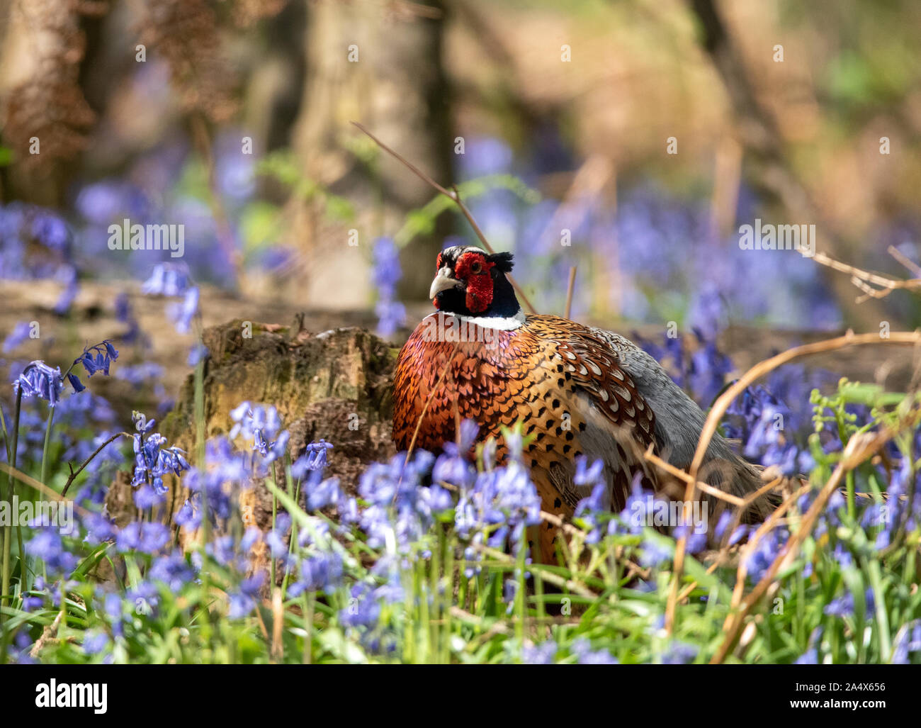 British wildlife hi-res stock photography and images - Alamy