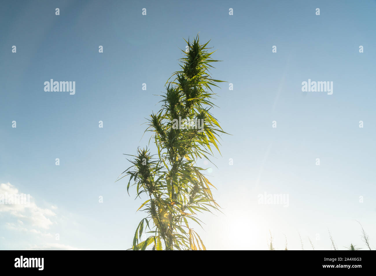 Close up photo of big marijuana plant at outdoor cannabis farm field ...