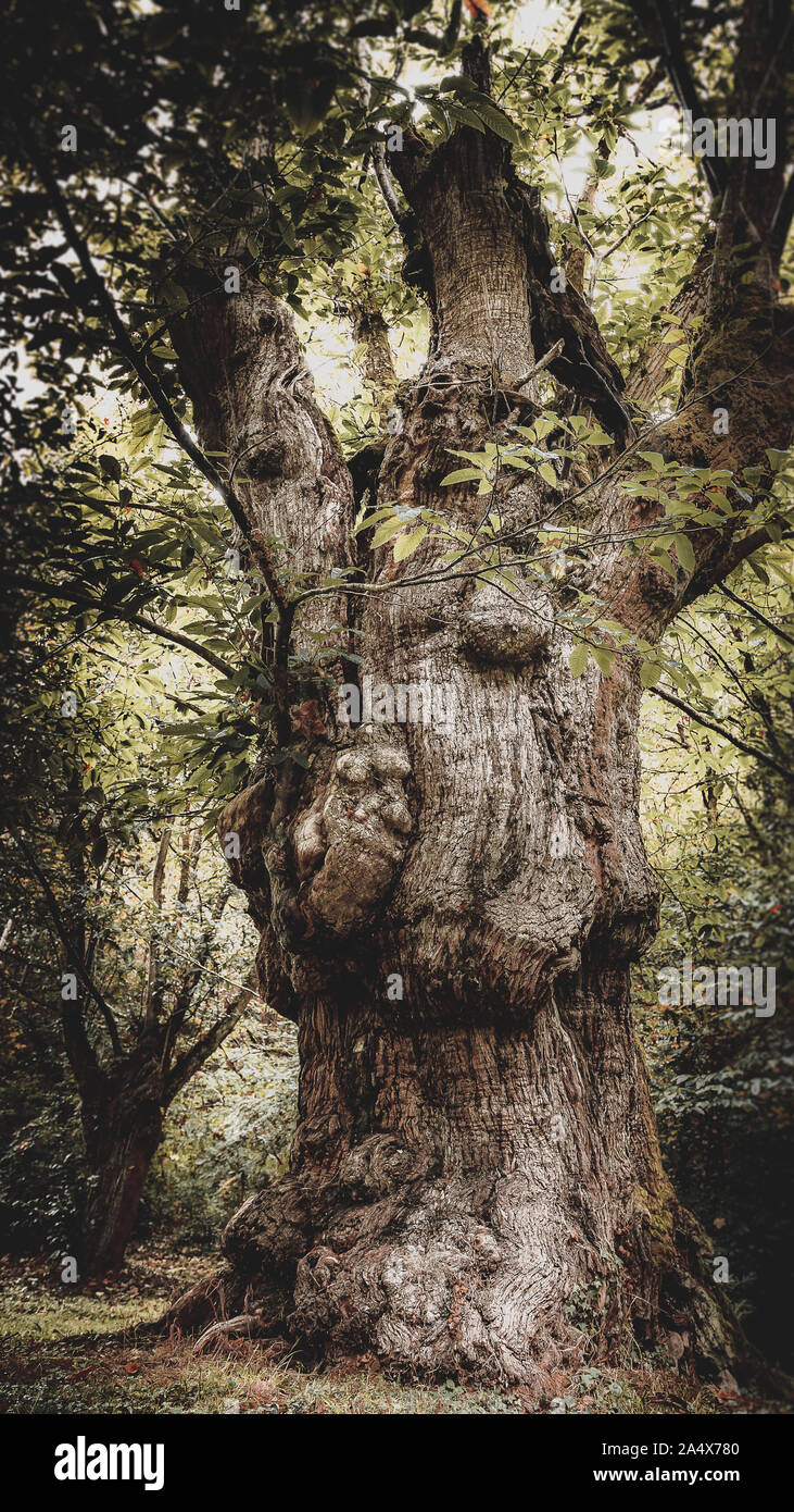 Tree in forest, mood style, with green tones Stock Photo - Alamy