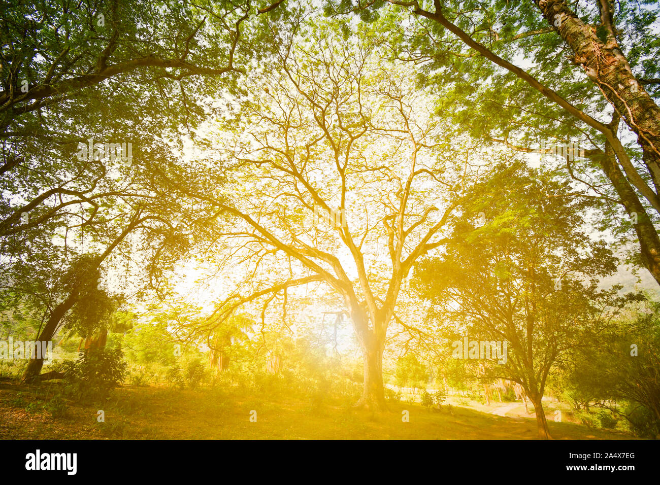 The sun breaks through the dark of the forest as a new day dawns Stock ...