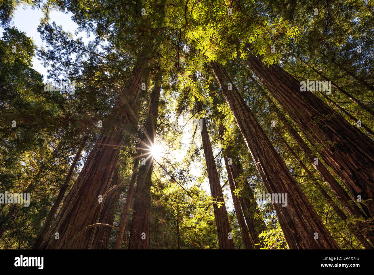 Big trees santa cruz hi-res stock photography and images - Alamy