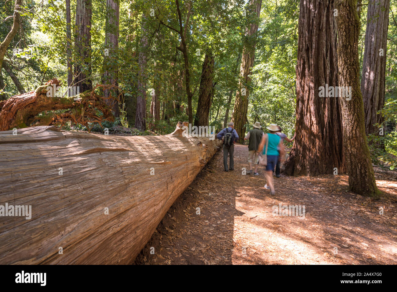 Group of trees at state park hi-res stock photography and images - Alamy