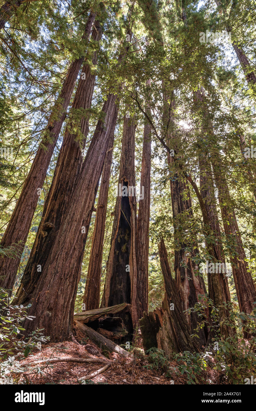 Big basin redwoods state park hi-res stock photography and images - Alamy