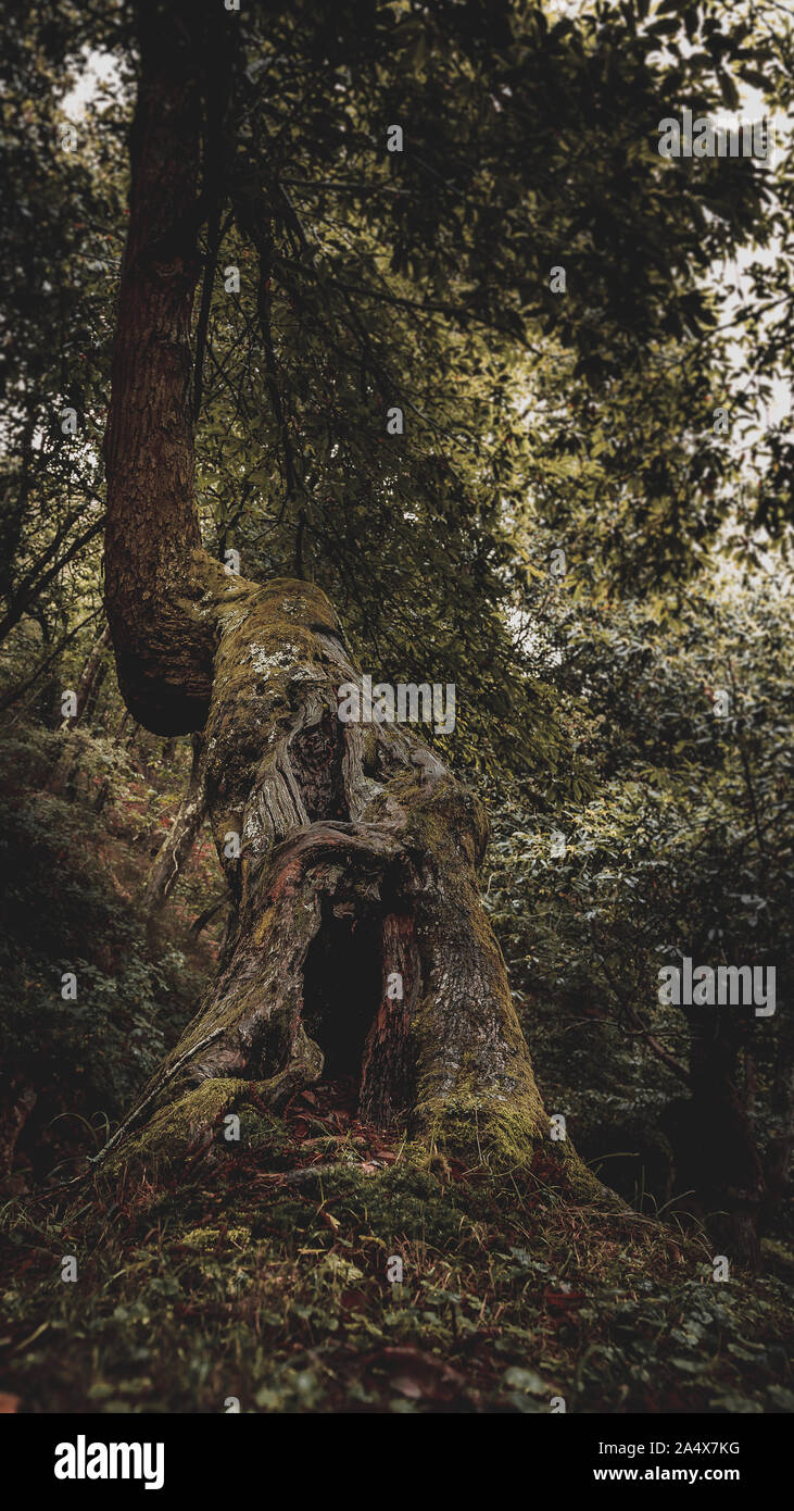 Mood forest hi-res stock photography and images - Alamy