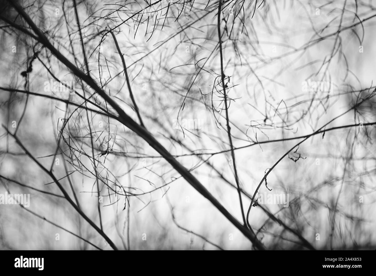 Cattail plant Black and White Stock Photos & Images - Alamy