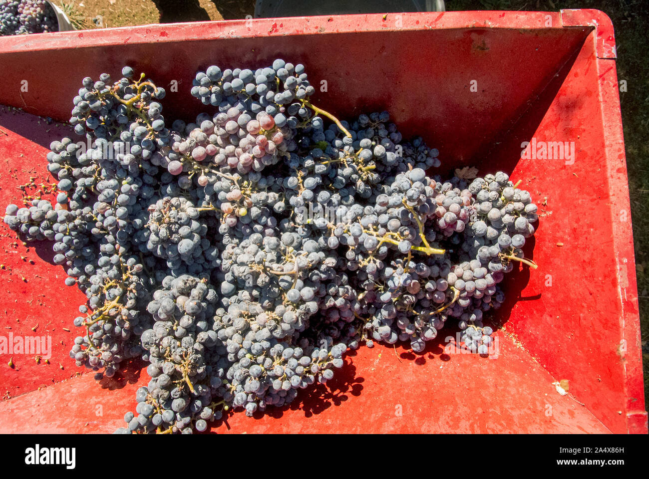 Grapes harvest basket hi-res stock photography and images - Alamy