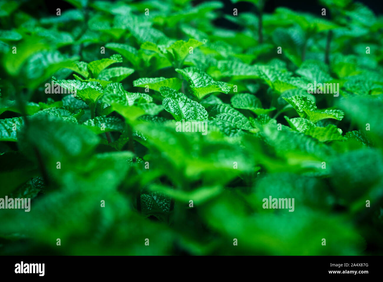Abstract green leaves texture, nature background Stock Photo - Alamy