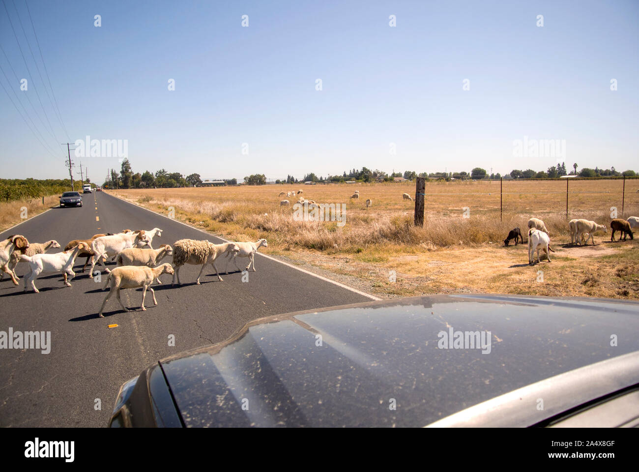 Herd of goats stop traffic on busy country road hi-res stock ...