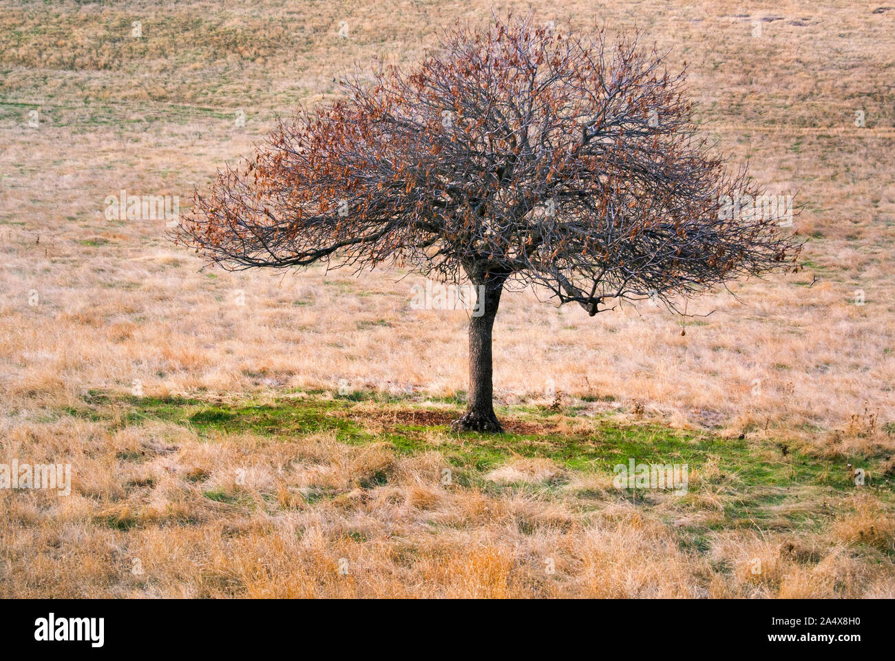 Tree with few leaves hi-res stock photography and images - Alamy