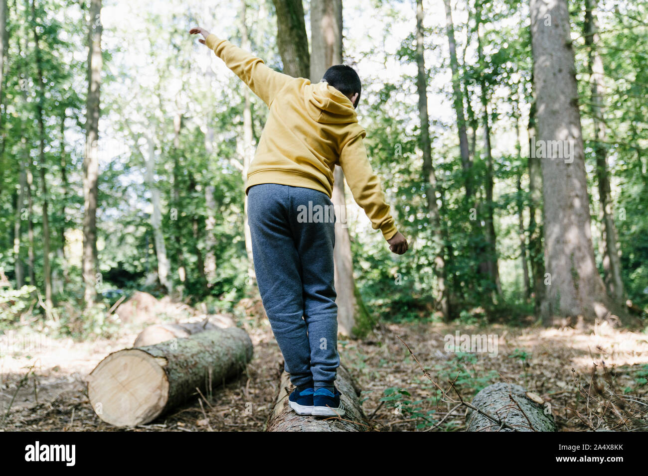 Jungle Tree High Resolution Stock Photography and Images - Alamy