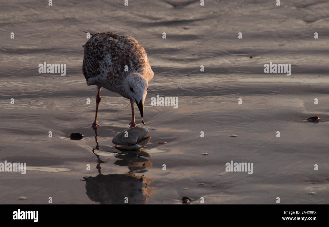 Clam seagull hi-res stock photography and images - Alamy