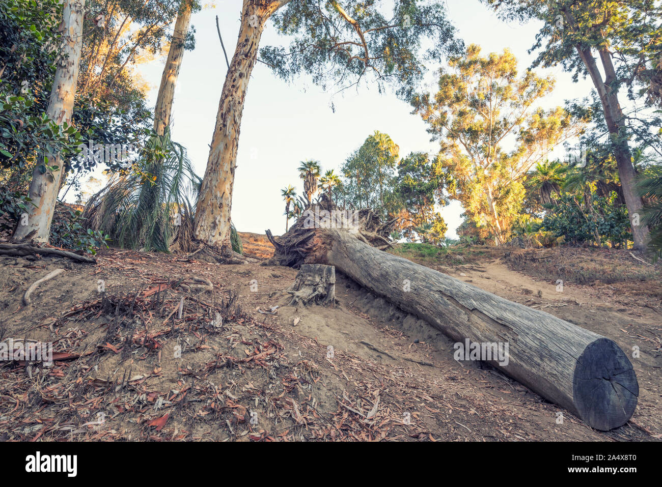 Balboa tree hi-res stock photography and images - Alamy