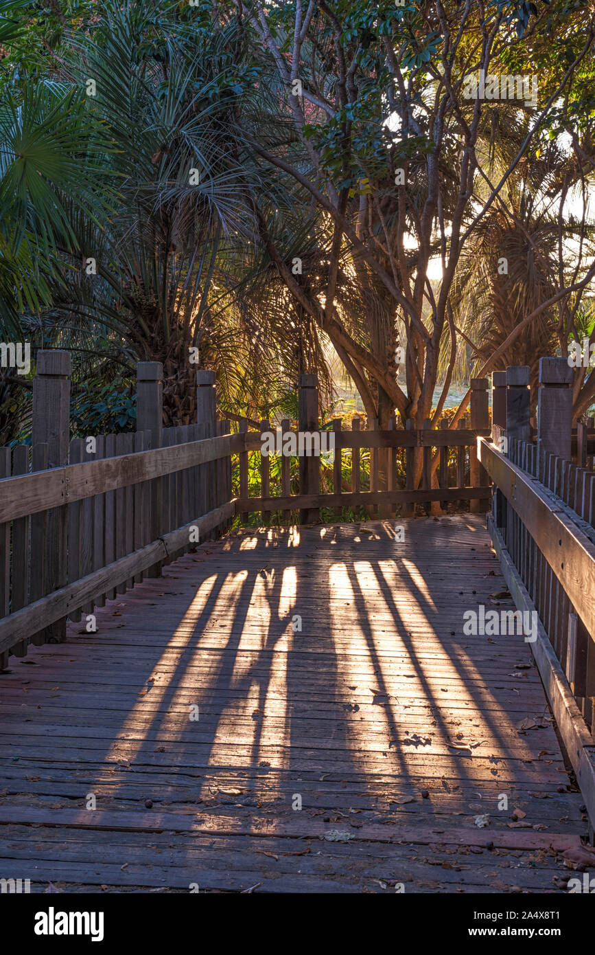 Balboa tree hi-res stock photography and images - Alamy