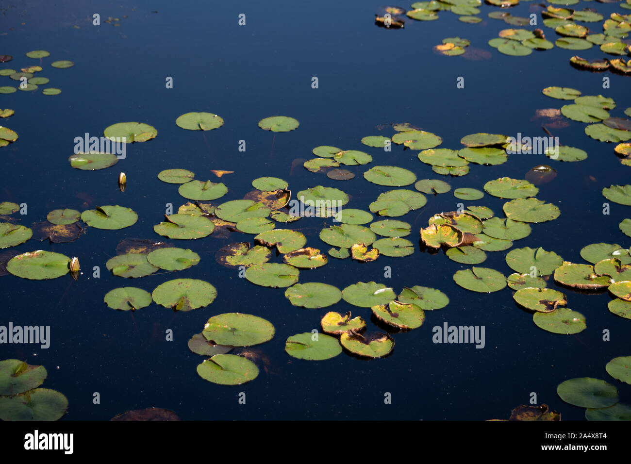 Lily pad pond hi-res stock photography and images - Alamy