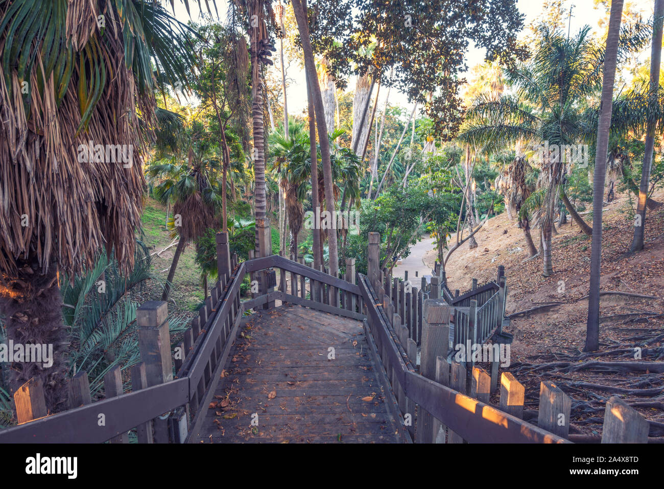 Balboa tree hi-res stock photography and images - Alamy