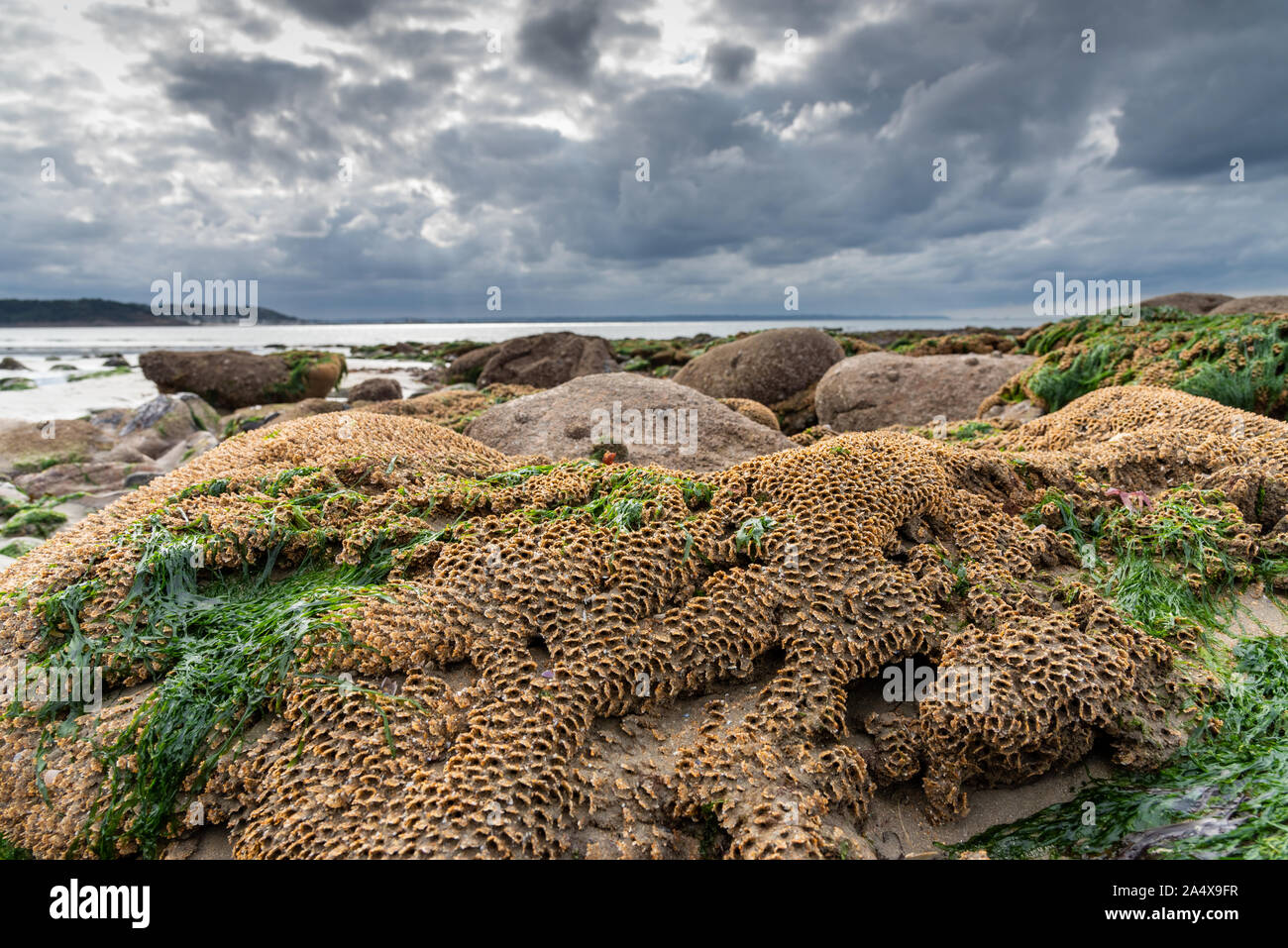 seaweed and shells on the rocks of a beach in northern Brittany Stock ...