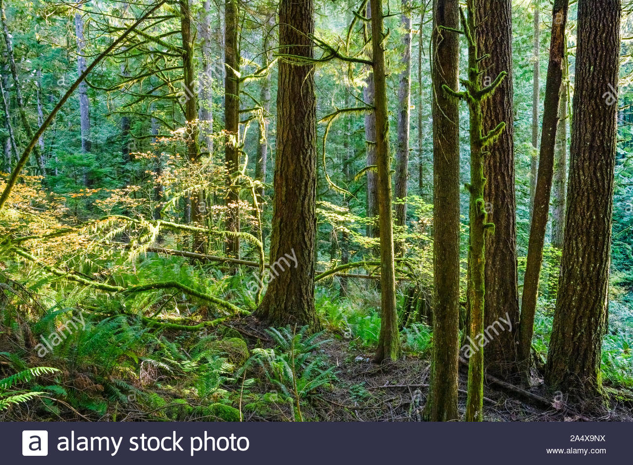 Second Growth High Resolution Stock Photography and Images - Alamy
