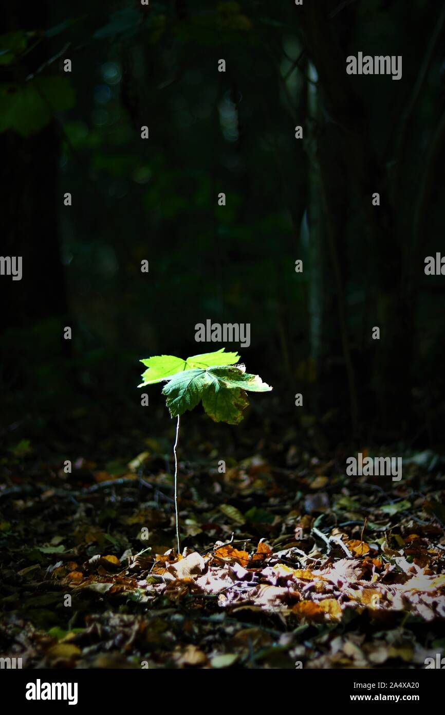 Leaf growing from the ground into a plant Stock Photo - Alamy