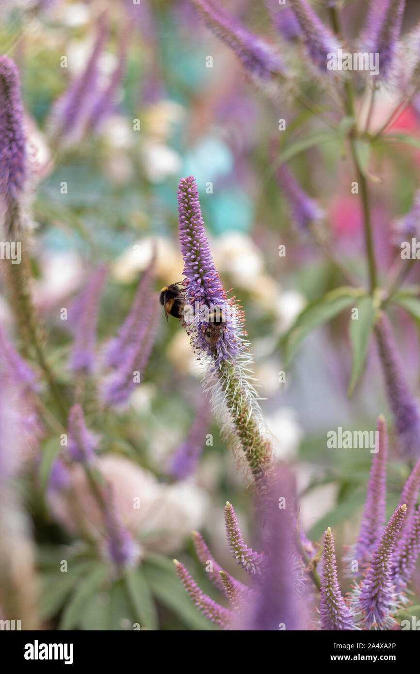 Welsh black bee hi-res stock photography and images - Alamy