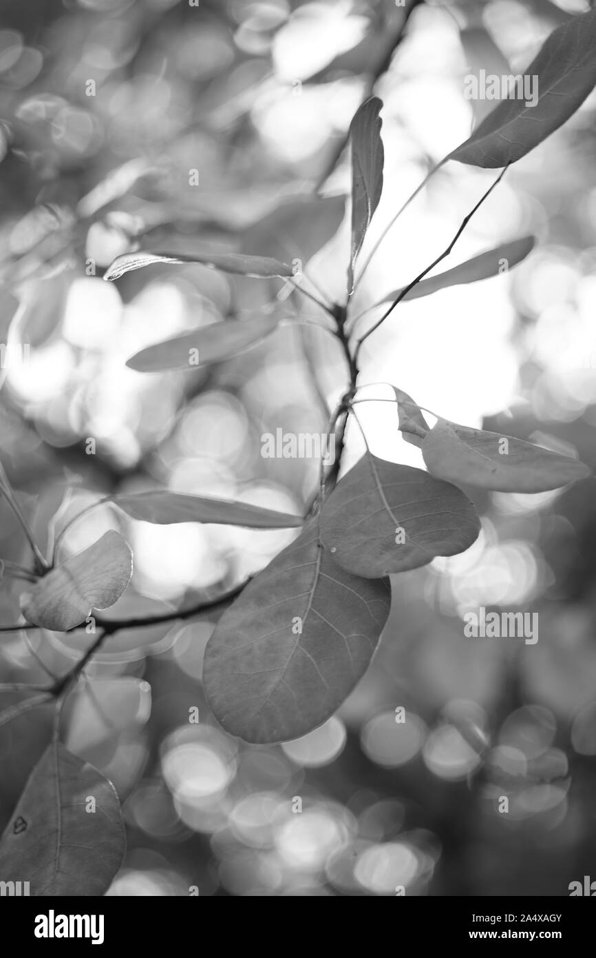 Beautiful autumn season photo Black and White Stock Photos & Images - Alamy