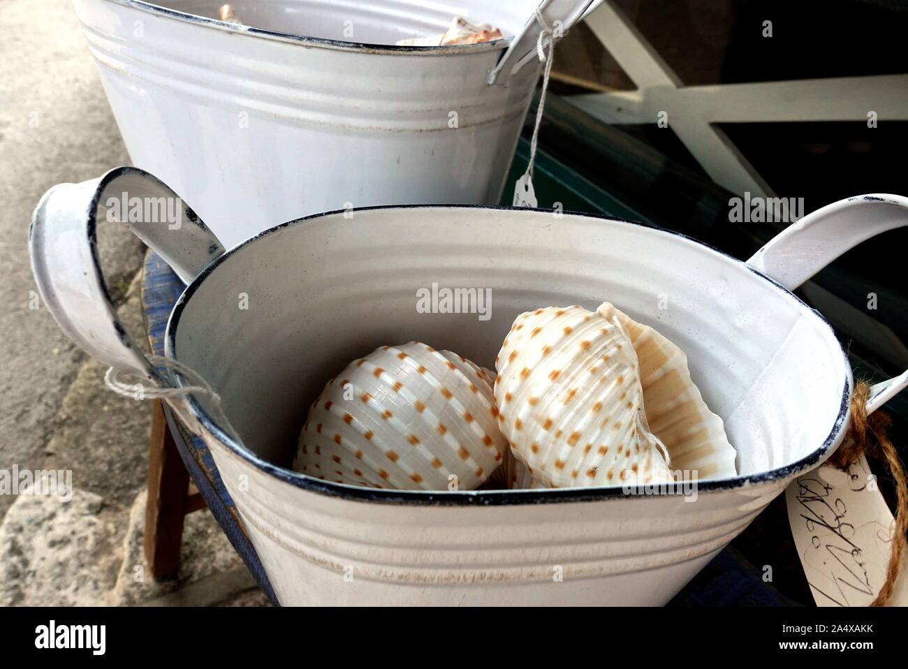 Spotted seashells for sale as seaside souvenirs, in a white enamel ...