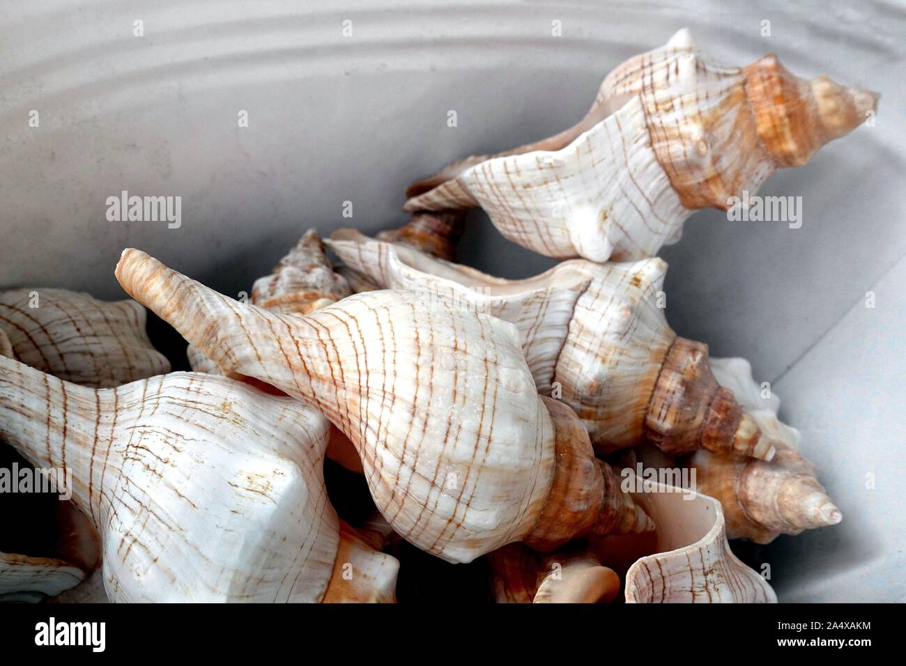 Spotted seashells for sale as seaside souvenirs, in a white enamel ...