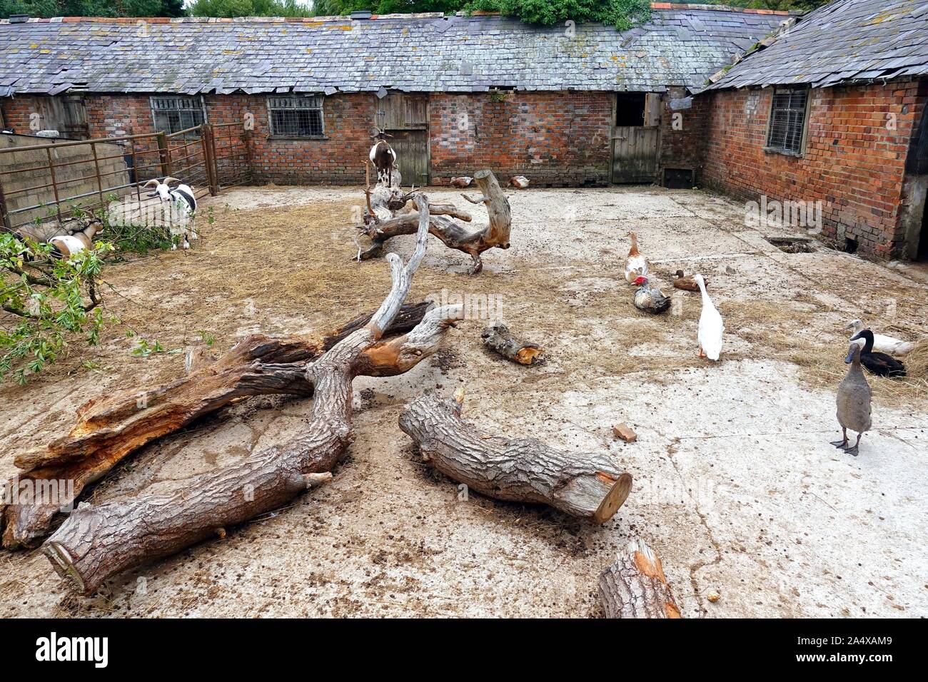 Traditional rustic old farmyard, with goats and ducks, bordered by run ...