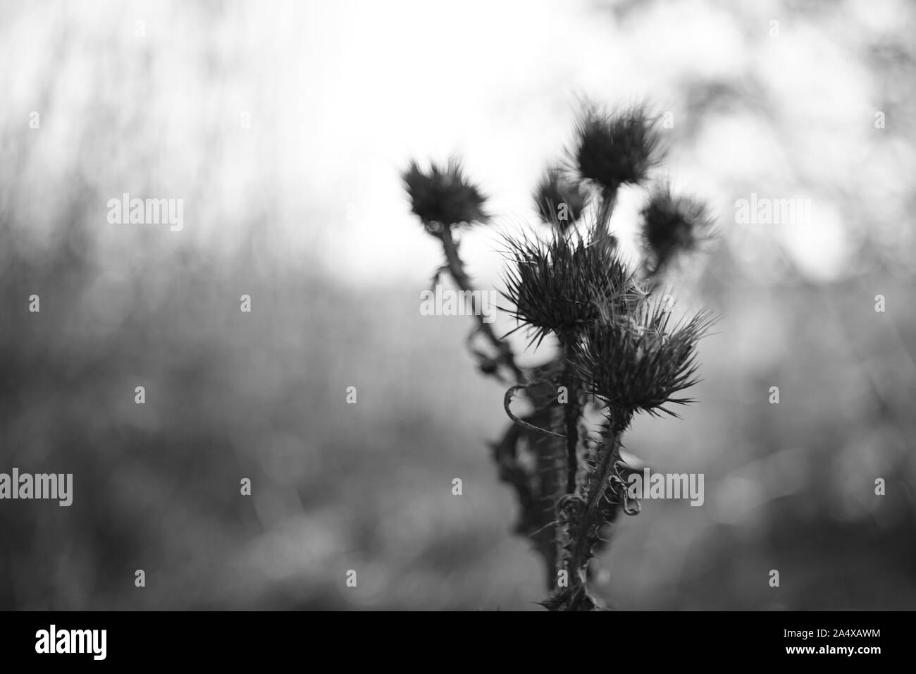 Dry spiny plant against the blurred field and sky, bw photo Stock Photo ...