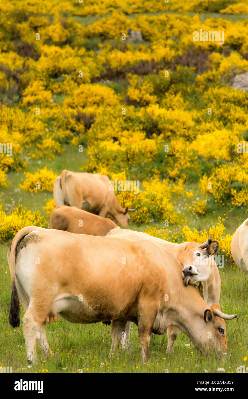 A calf licks the neck of an Aubrac cow in a field filled with flowering ...