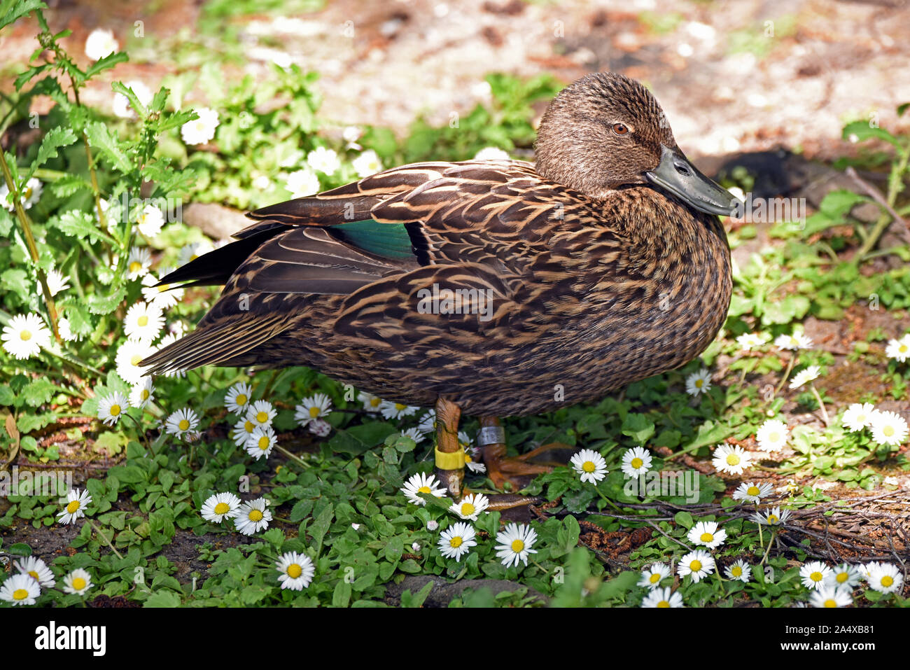Eastern mauritius hi-res stock photography and images - Alamy