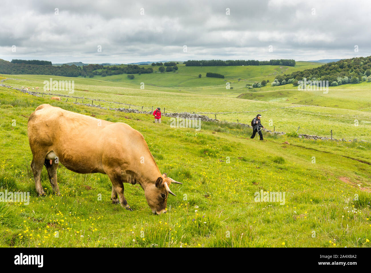 Aubrac cow hi-res stock photography and images - Alamy