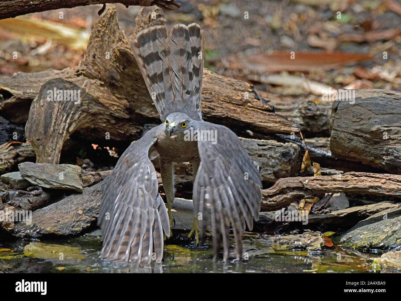 A female Shikra (Accipiter badius) flapping its wincgs while standing ...