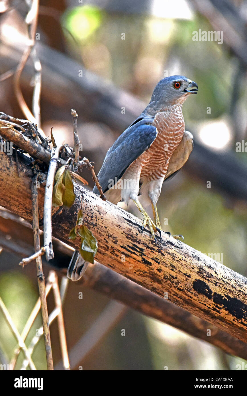 Shikra in thailand hi-res stock photography and images - Alamy