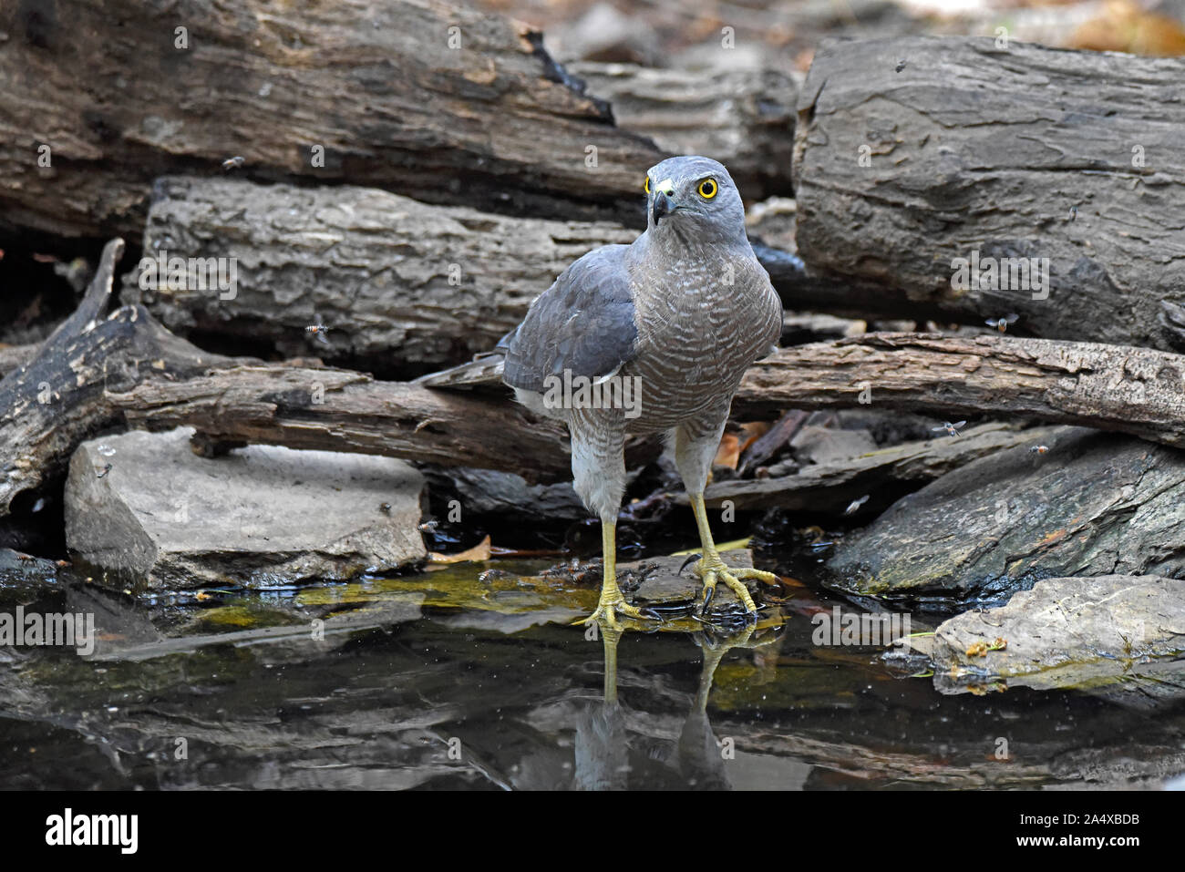 A female Shikra (Accipiter badius) standing in a small pool in the ...