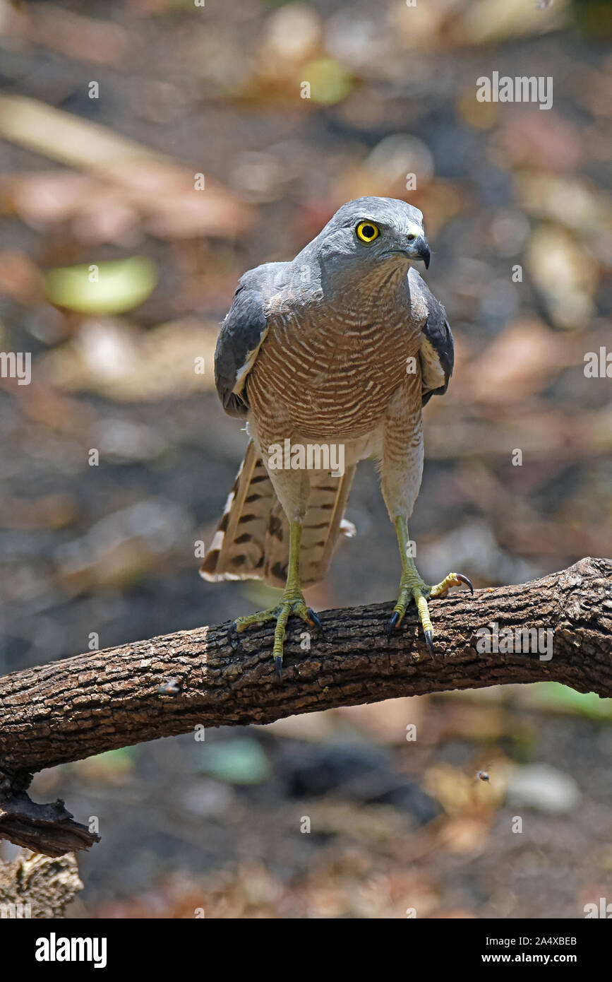 Female shikra hi-res stock photography and images - Alamy