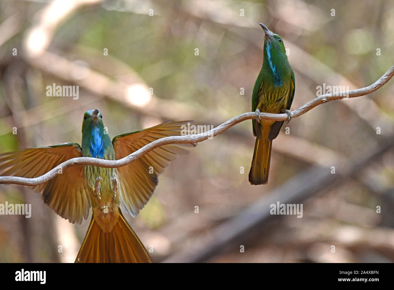 Blue bearded bee eaters hi-res stock photography and images - Alamy