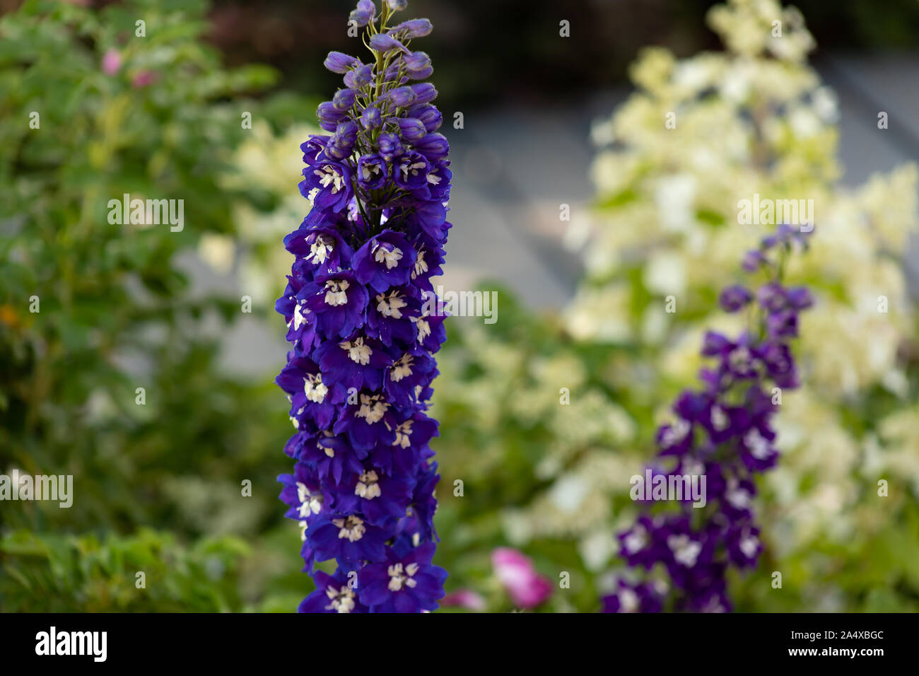 Close up of a delphinium elatum flower in bloom. Purple blue flowers of ...