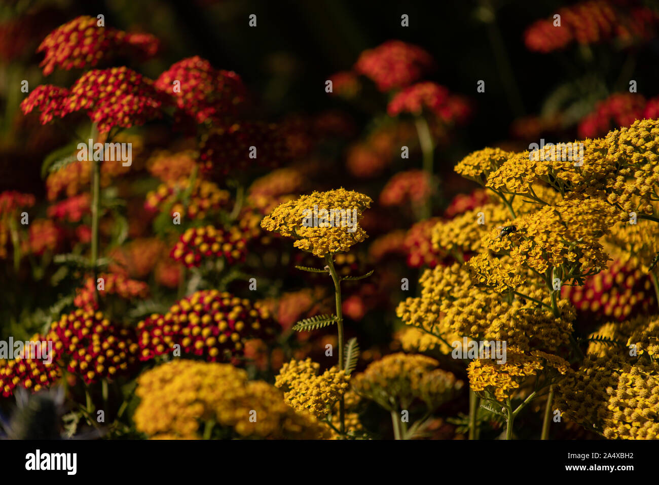 Flowering Yarrow Achillea filipendulina Gold Plate plants in garden ...