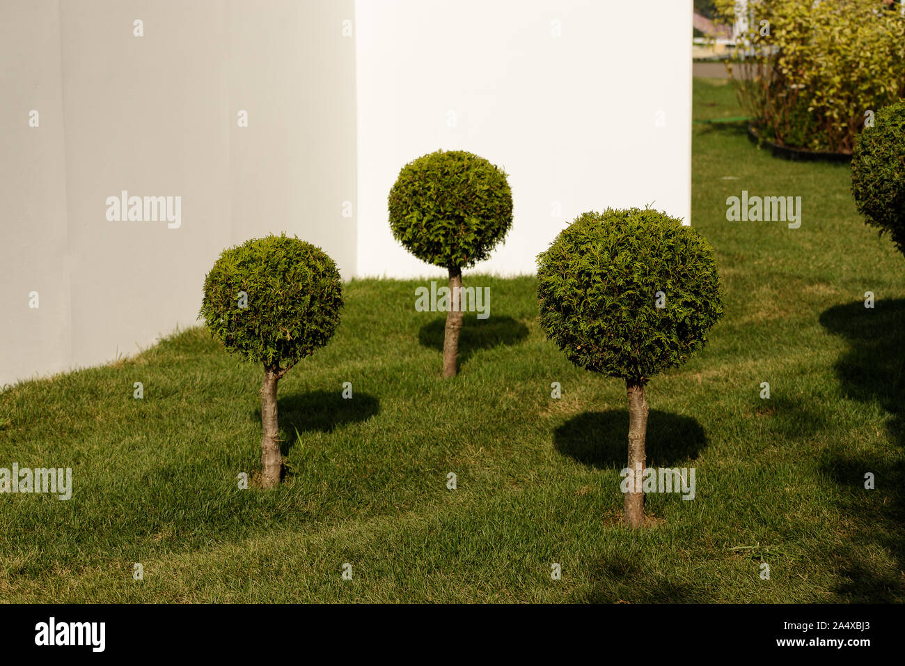 The tree crowns are trimmed in the form of balls, the original design ...