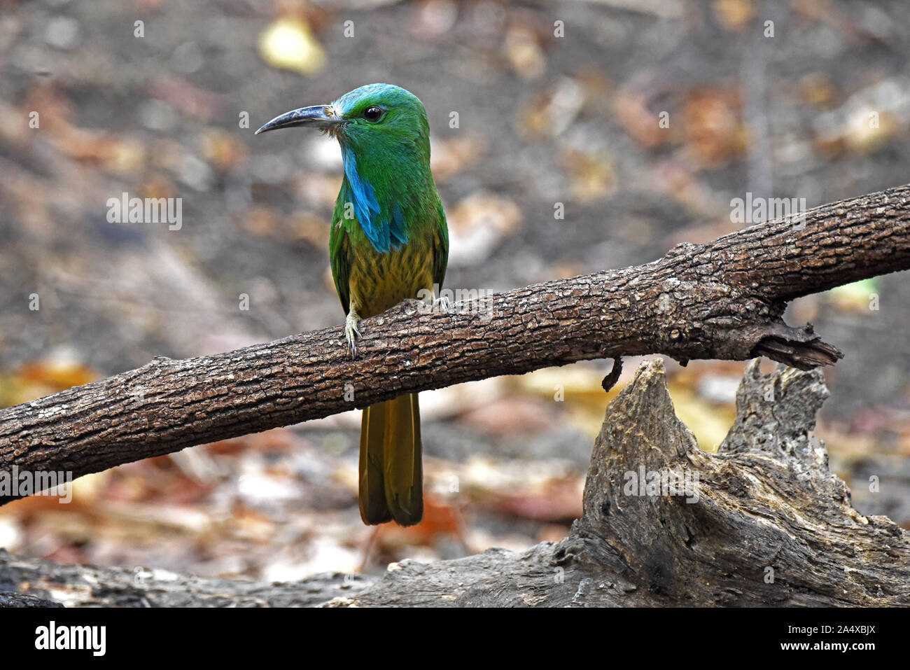 A Blue-bearded Bee-eater (Nyctornis athertoni) on a small branch in the ...