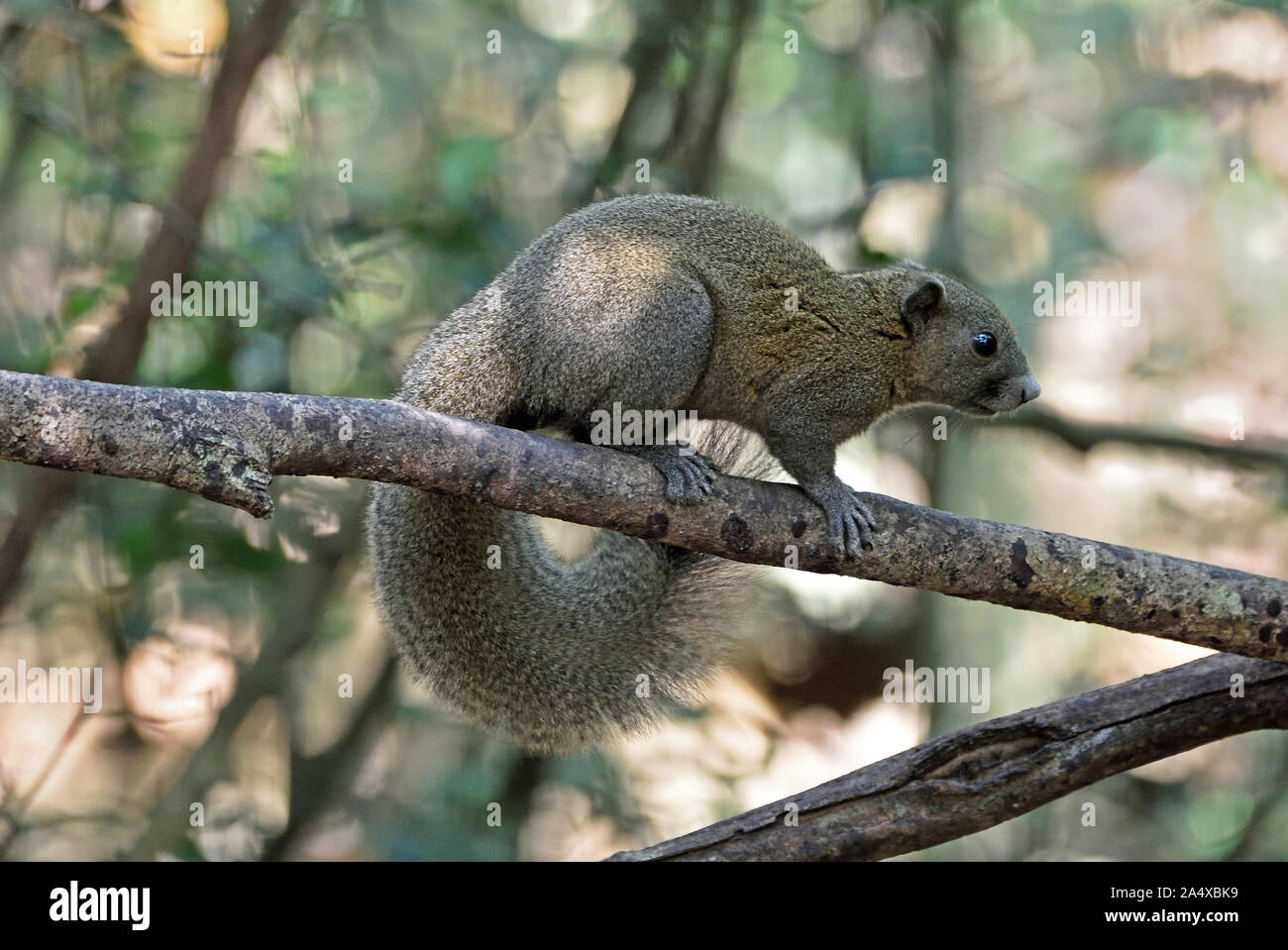 Squirrels of southeast asia hi-res stock photography and images - Alamy