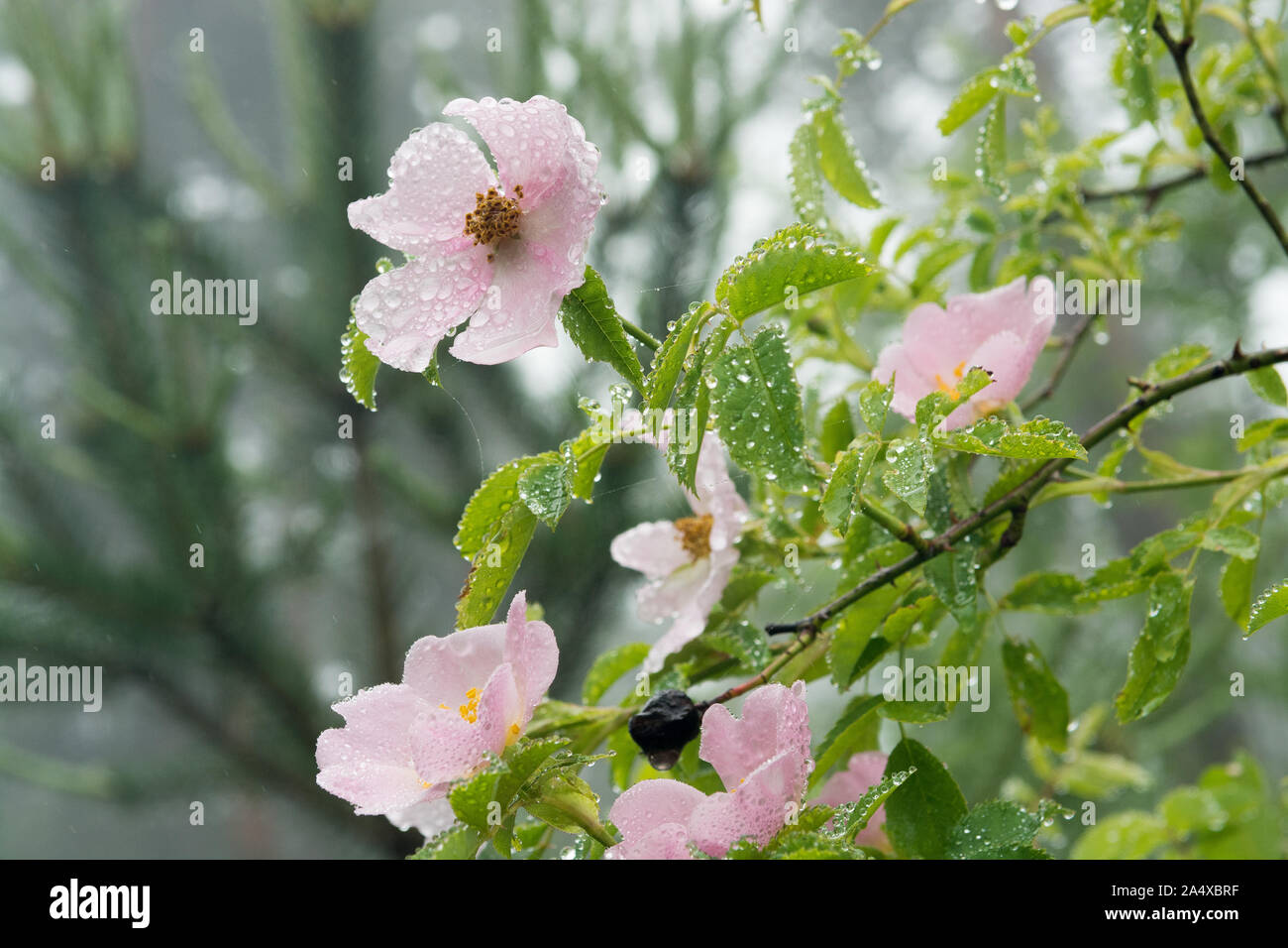 Flowers in the rain hi-res stock photography and images - Alamy