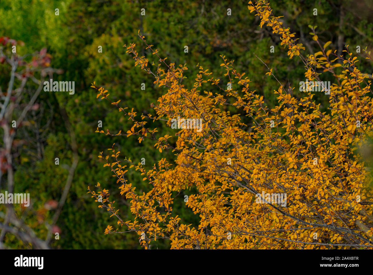 The mountain autumn landscape with colorful forest in Andorra Stock ...