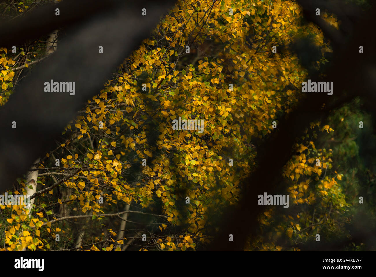 The mountain autumn landscape with colorful forest in Andorra Stock ...